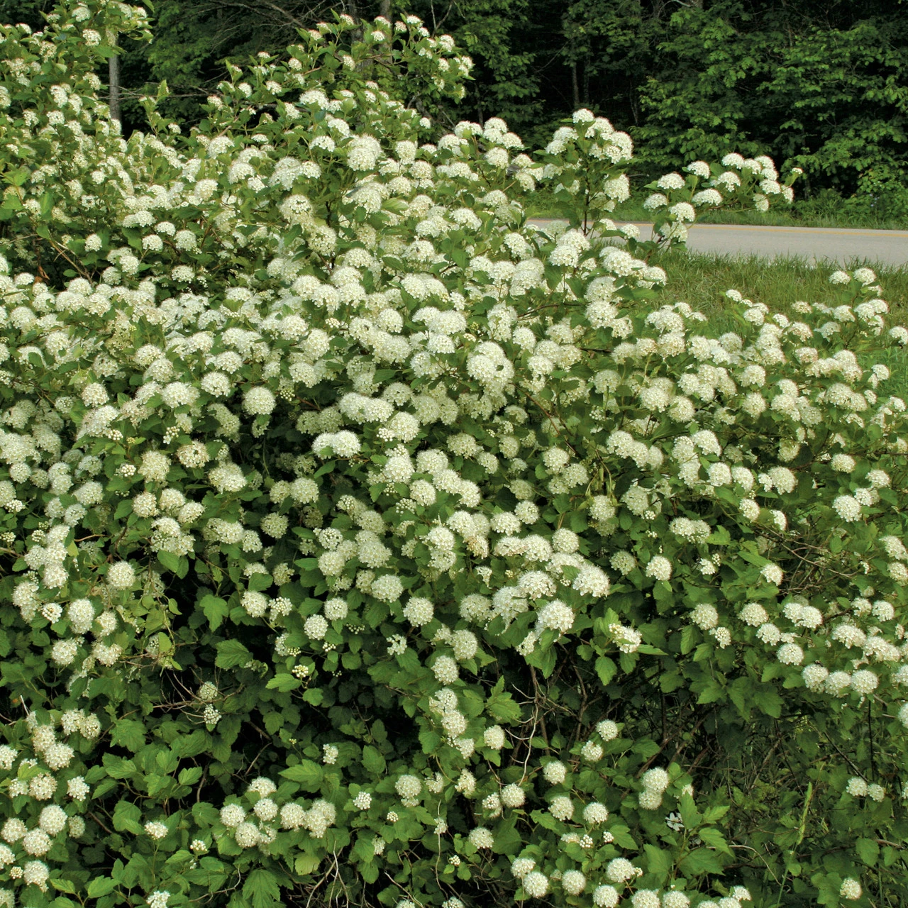 Native Plants of Louisville, KY that Beautify Landscapes Naturally